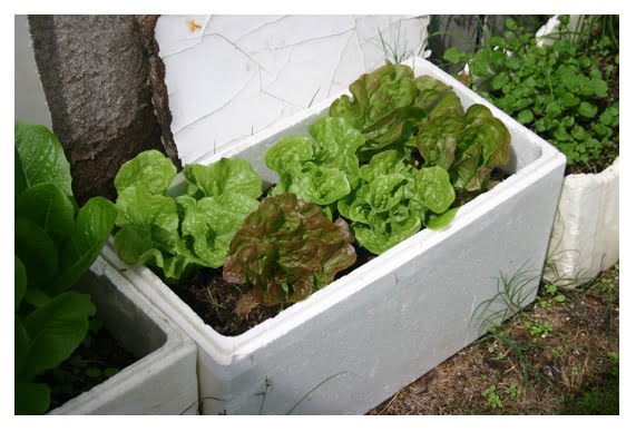 How To Grow Vegetables in a Foam Box - Omega Packaging